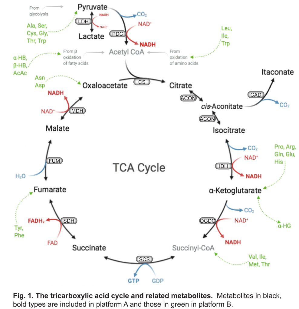 Tricarboxylic acid cycle (TCA) metabolites - BEVITAL AS