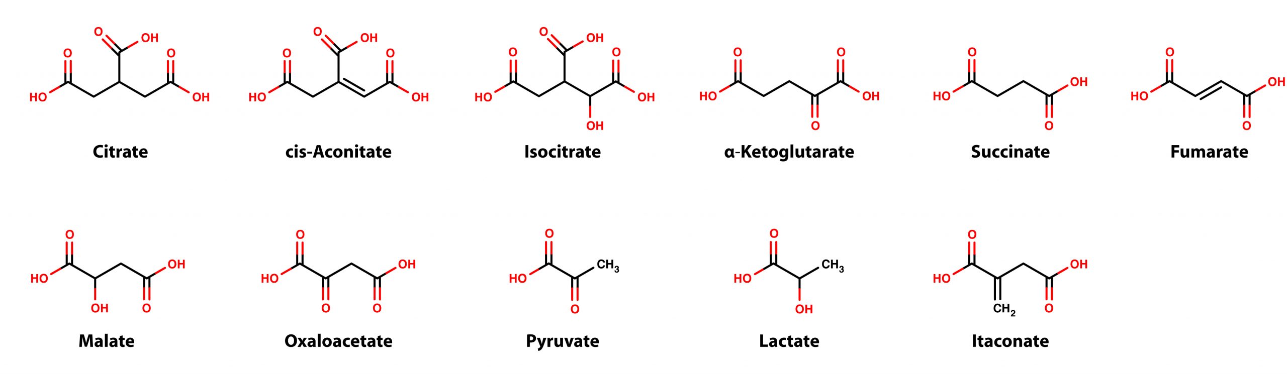 Tricarboxylic acid cycle (TCA) metabolites - BEVITAL AS