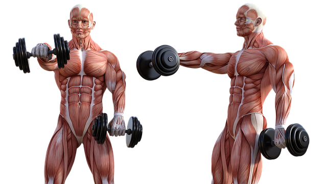 Unlocking the Path to Muscle Building Excellence