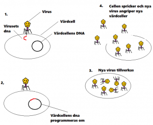 Kurs Grundbiologi – Ugglans Biologi