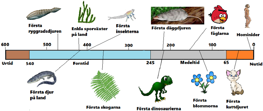 Kurs Evolution – Ugglans Biologi