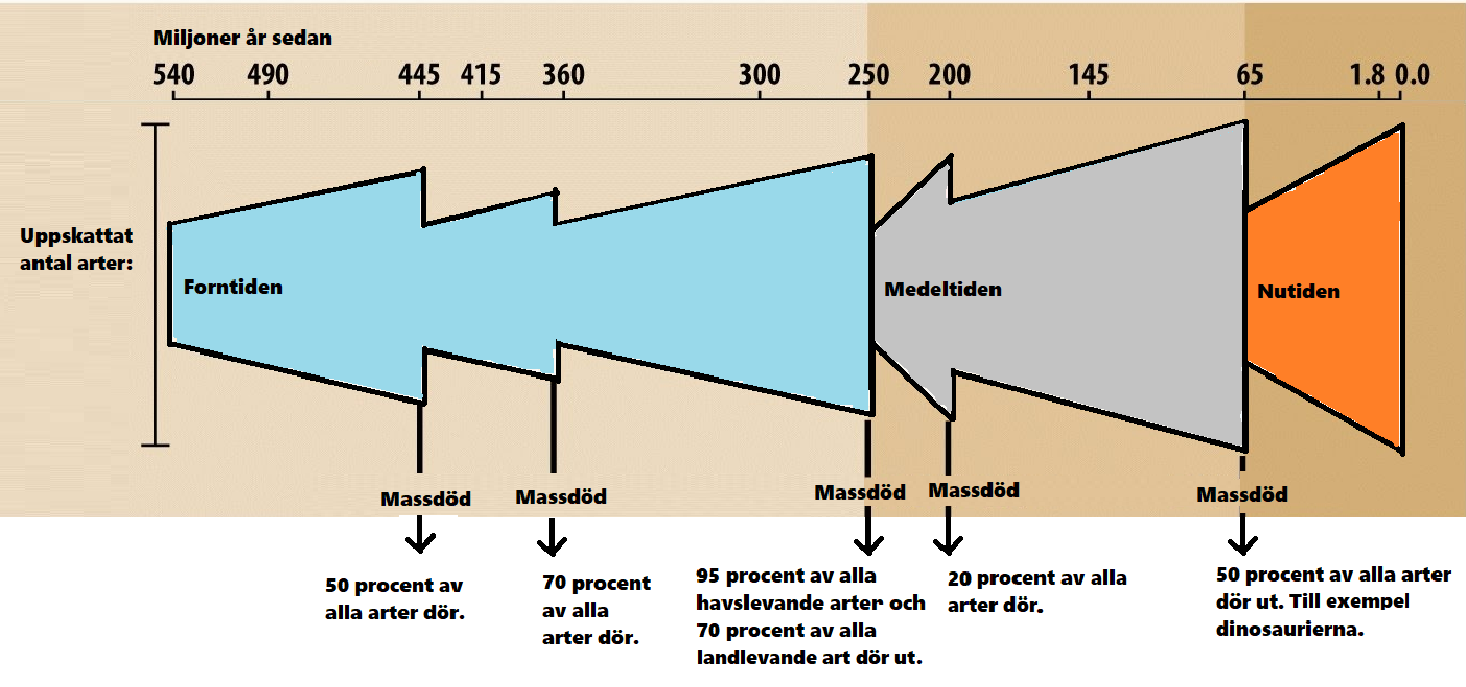 Kurs Evolution – Ugglans Biologi