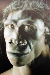 Kurs Evolution – Ugglans Biologi