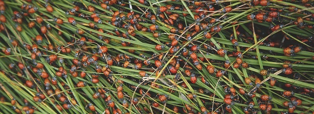 Kurs Evolution – Ugglans Biologi