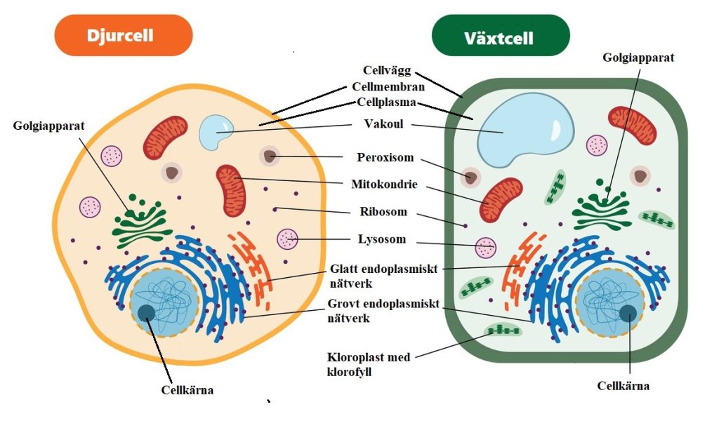 Cellen – Ugglans Biologi