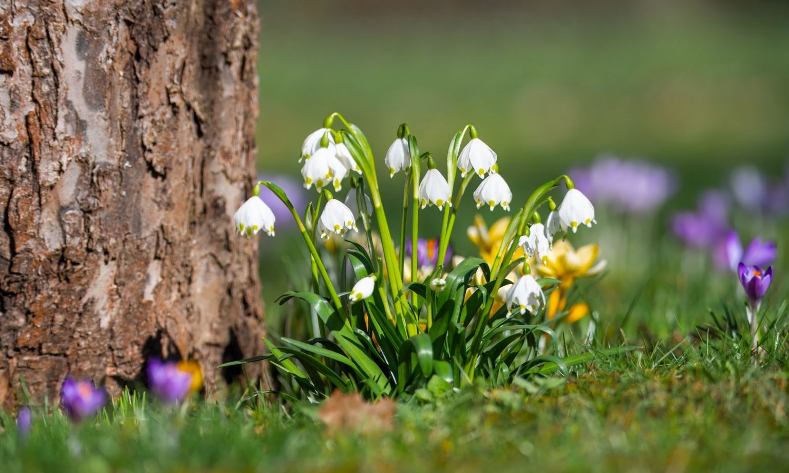 Dominanta och recessiva anlag – Ugglans Biologi