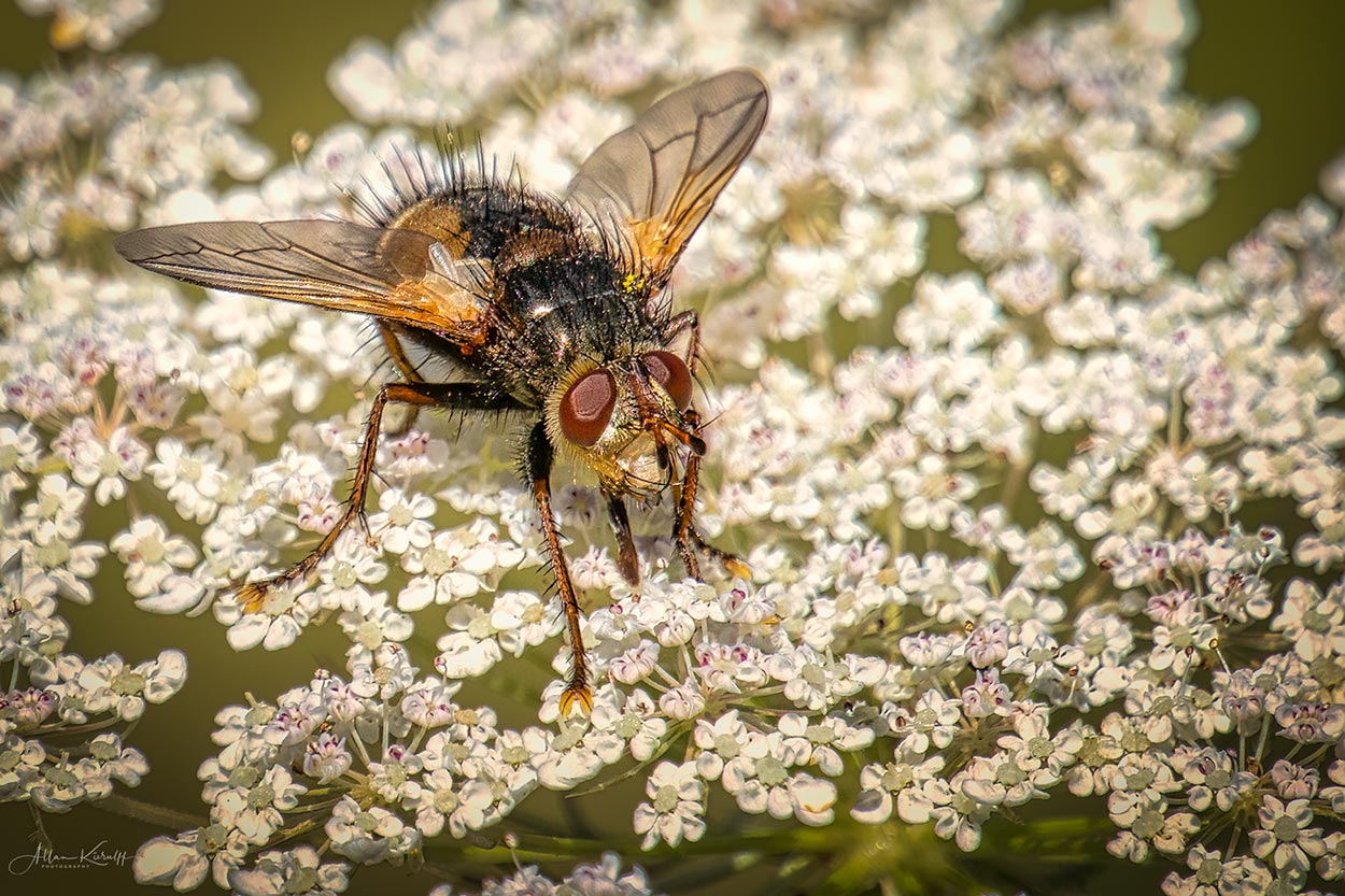 Makrofotografi Med Teleconverter - Del 2 / Allan Kierulff