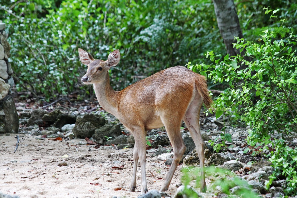 Bali for nature lovers. – Our world heritage