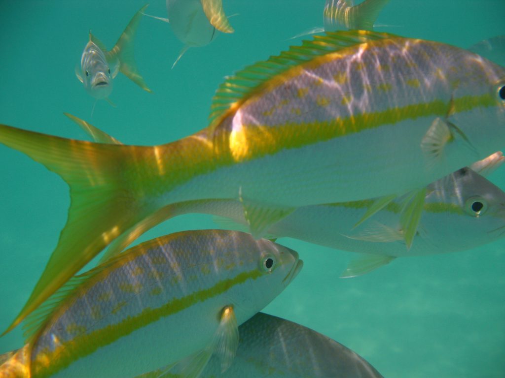 Snorkeling in the Dominican Republic – Our world heritage