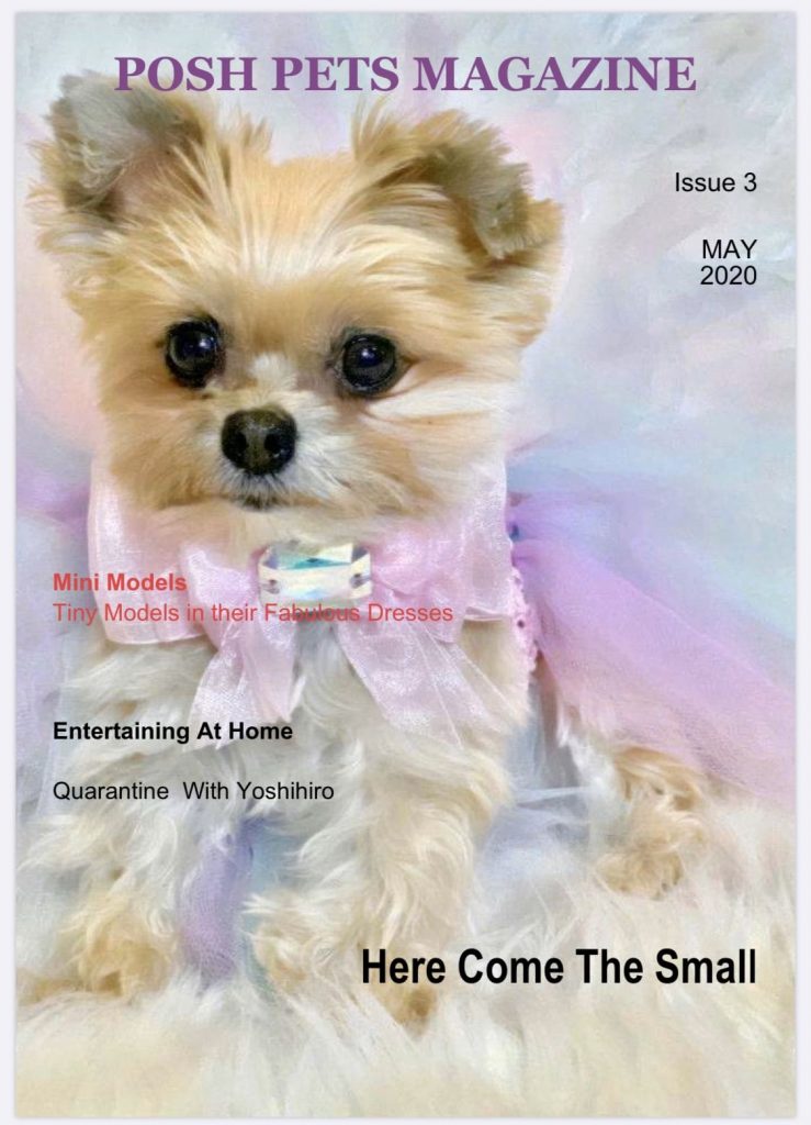 Posh Pets Magazine Sets a New Standard in Pets Fashion - Brand Education