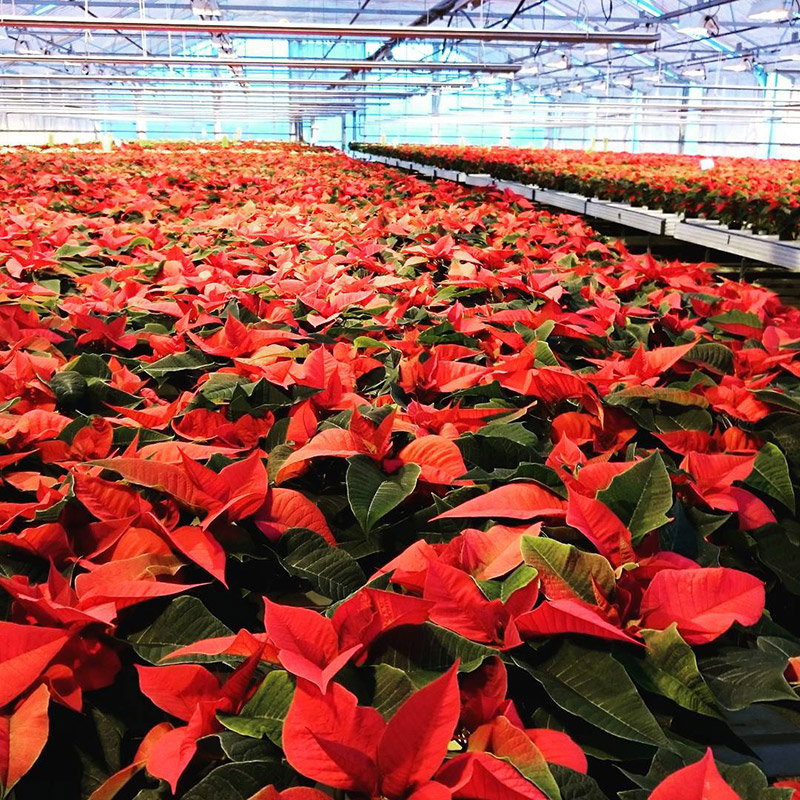 Brandts Handelsträdgård – Grossist i Umeå för blomsterbutiker & kyrkogårdar