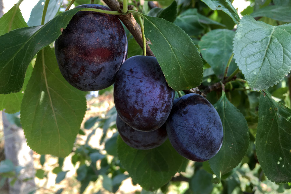 Recepty zo sliviek | Čačarôdka