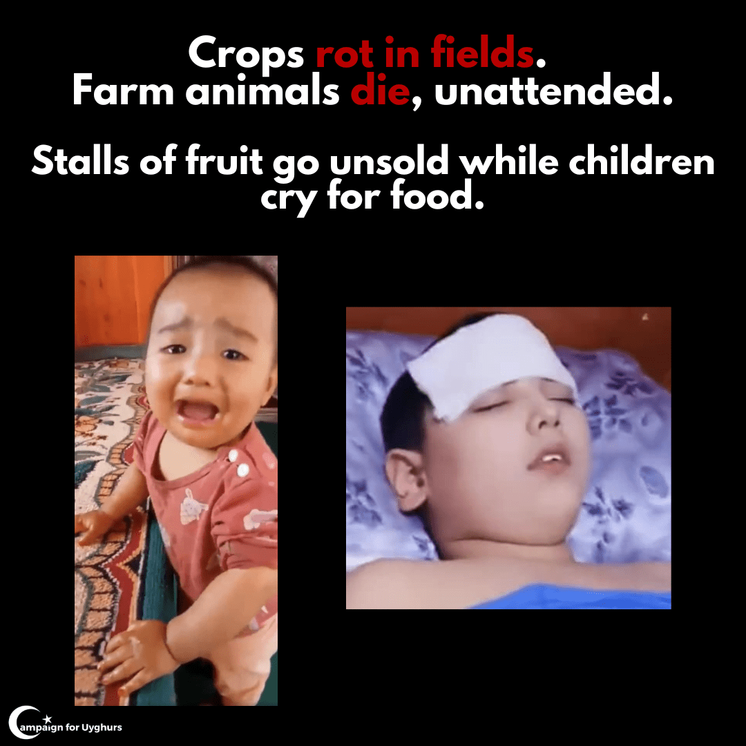 Uyghur Starvation Genocide, 9/22. Infographic. 8 slides. - Campaign For ...