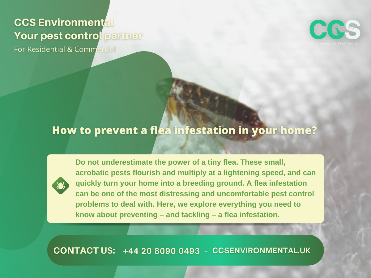 How to prevent a flea infestation in your home? - CCS Environmental ...
