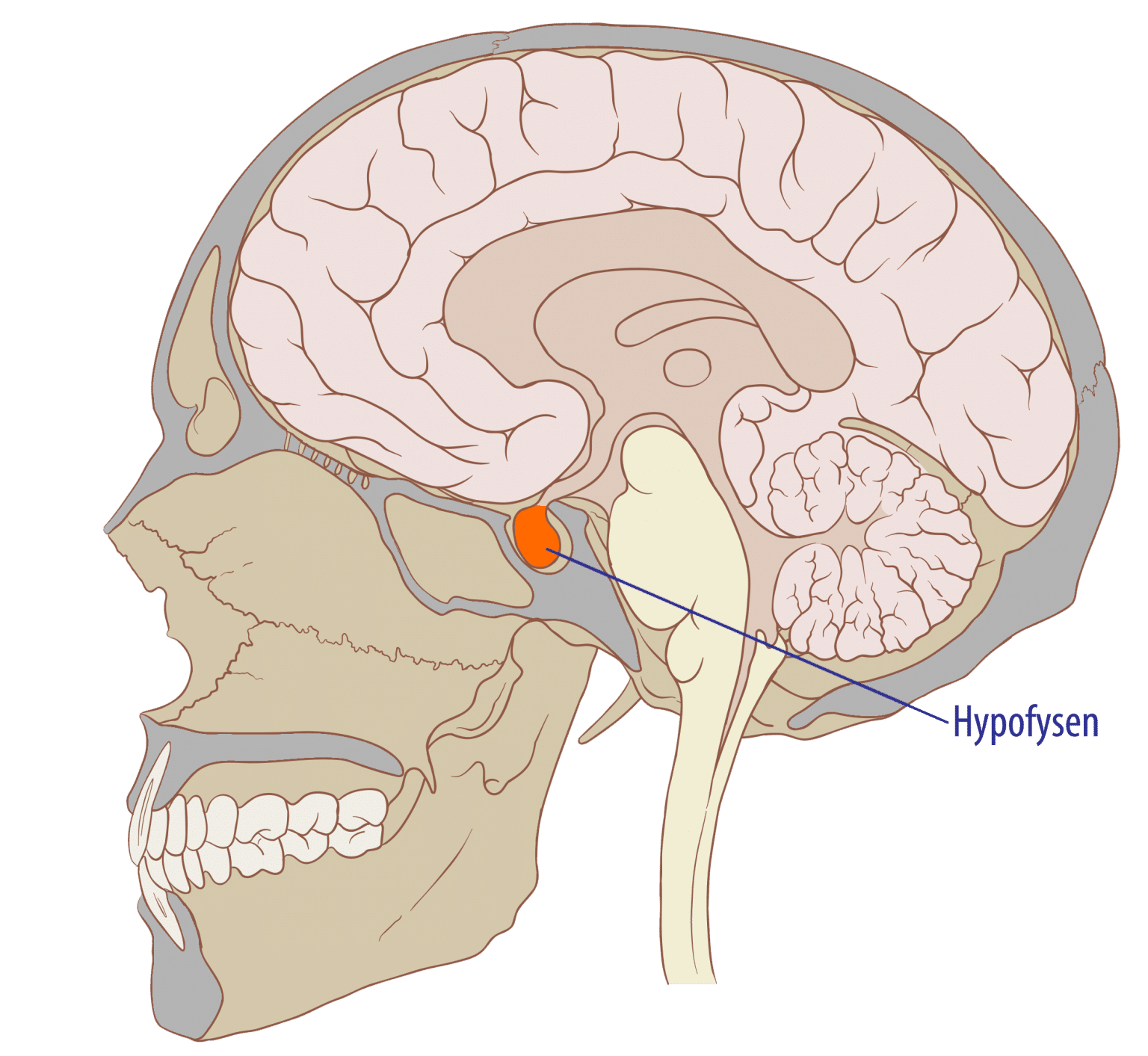 Hypofyse-insufficiens - Hjernerystelse | Commotio Danmark