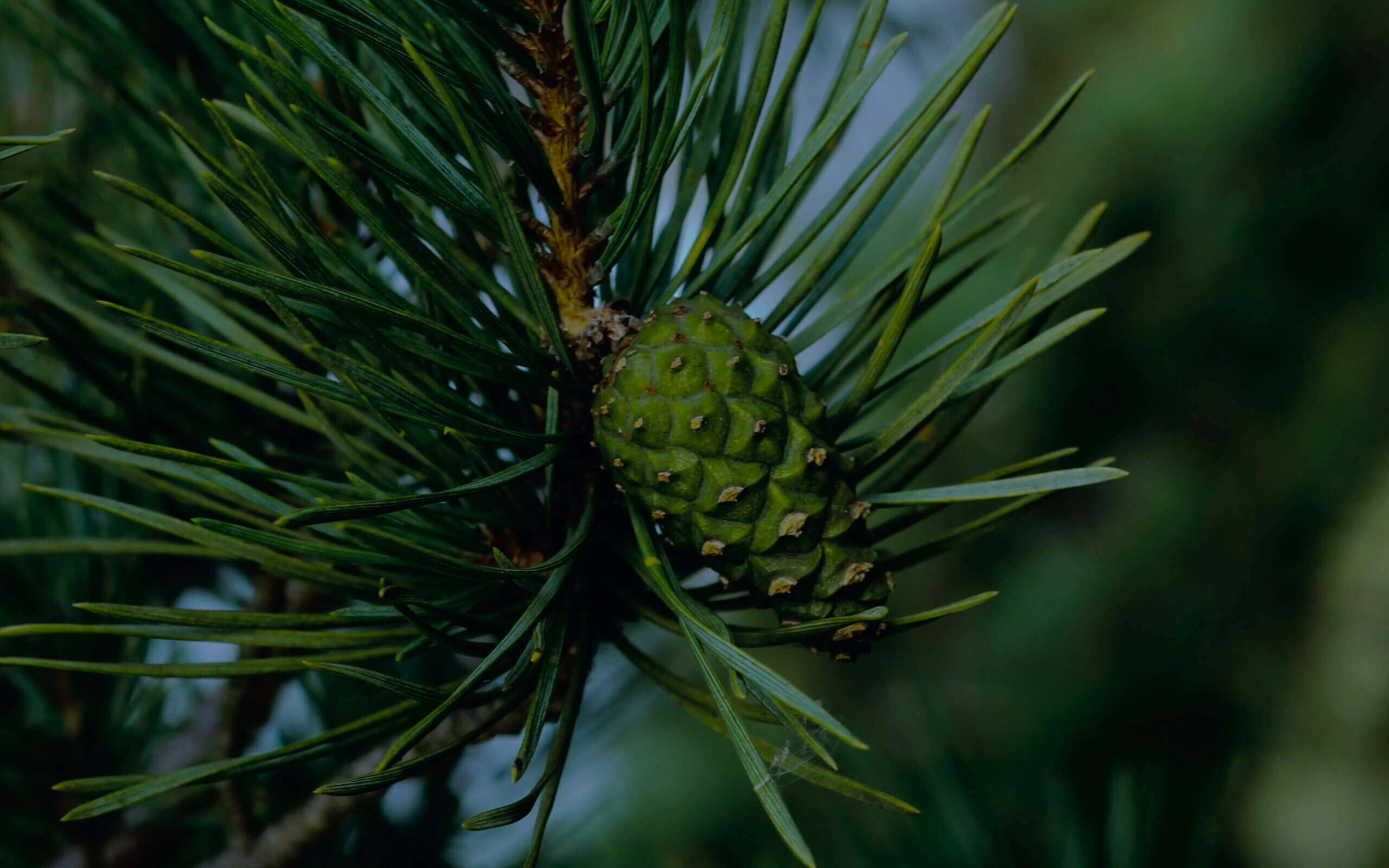 Solutions – Conifer Vision