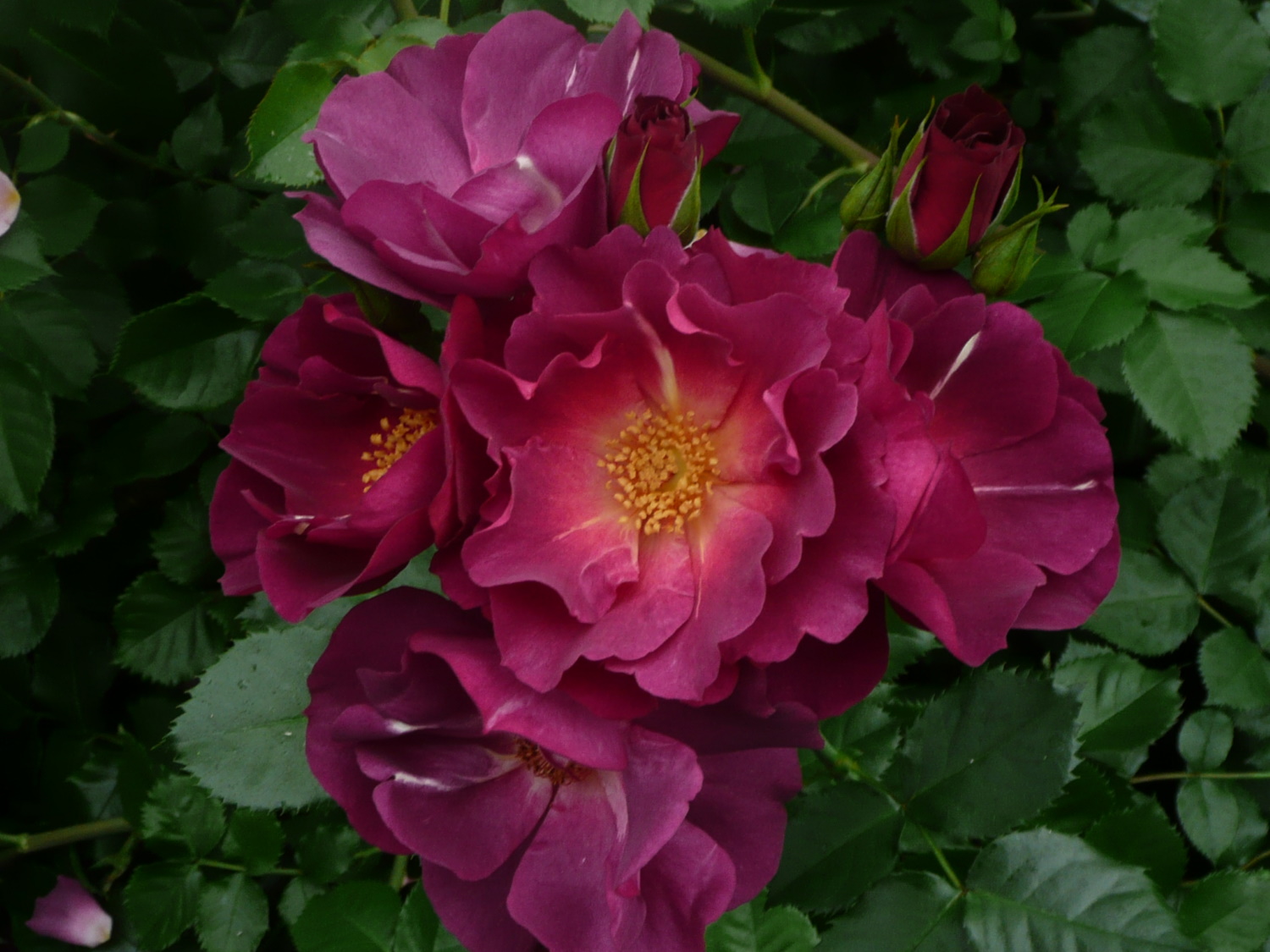 Årets rose 2021 er valgt – Det Danske Rosenselskab