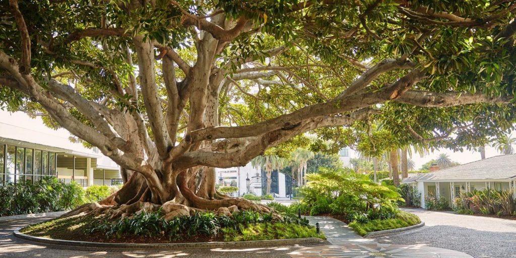 The withered fig tree (1 of 3) – Devotionals