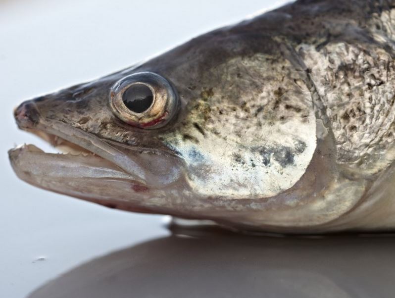 Fisk er godt | Dit Sorø