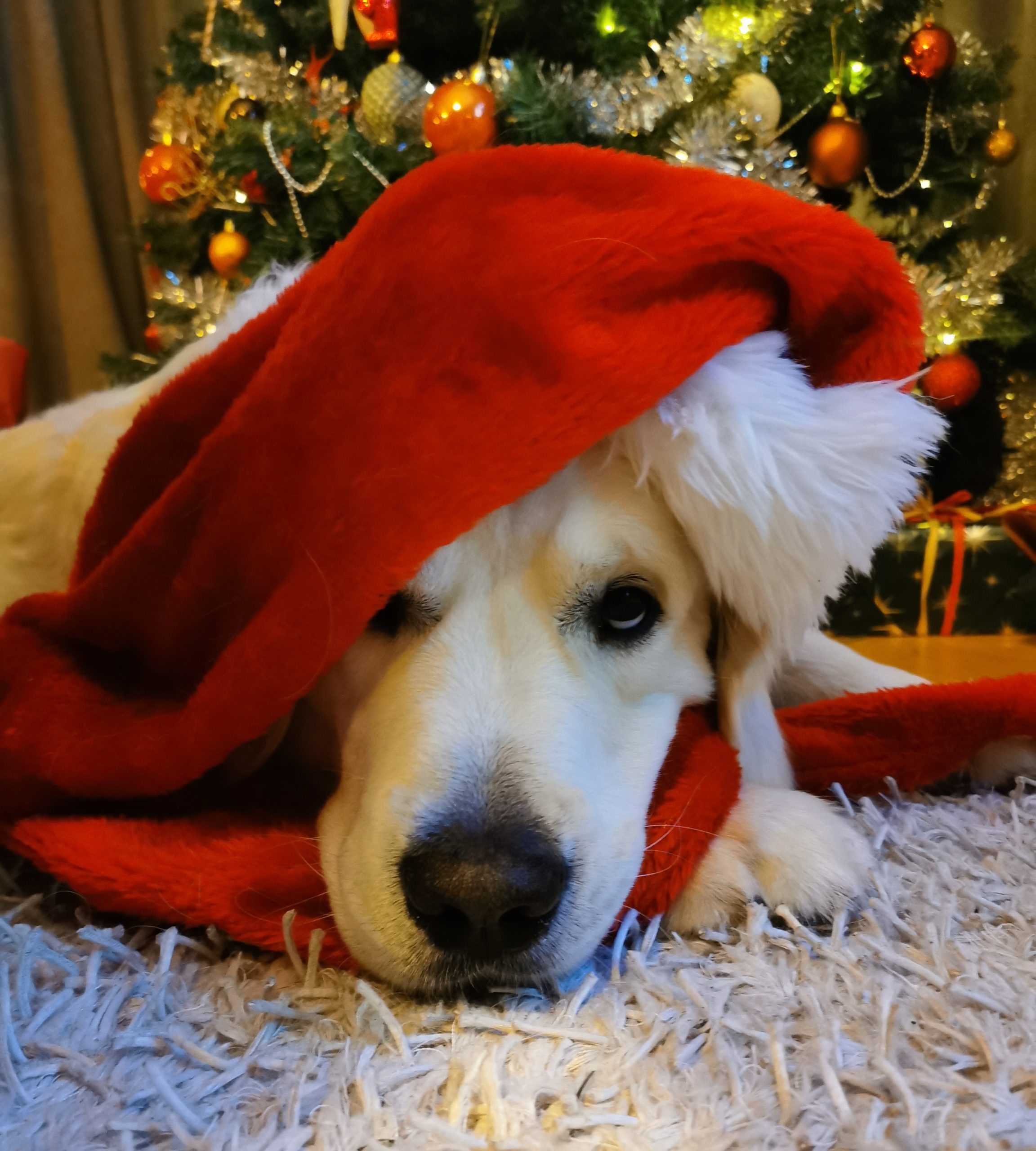 Tips och råd - Julens faror