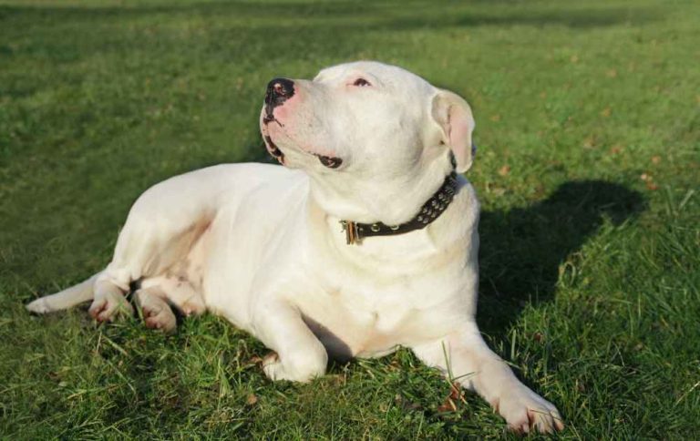 Vita hundar (12 Hundraser med vit päls) - Dogg.se