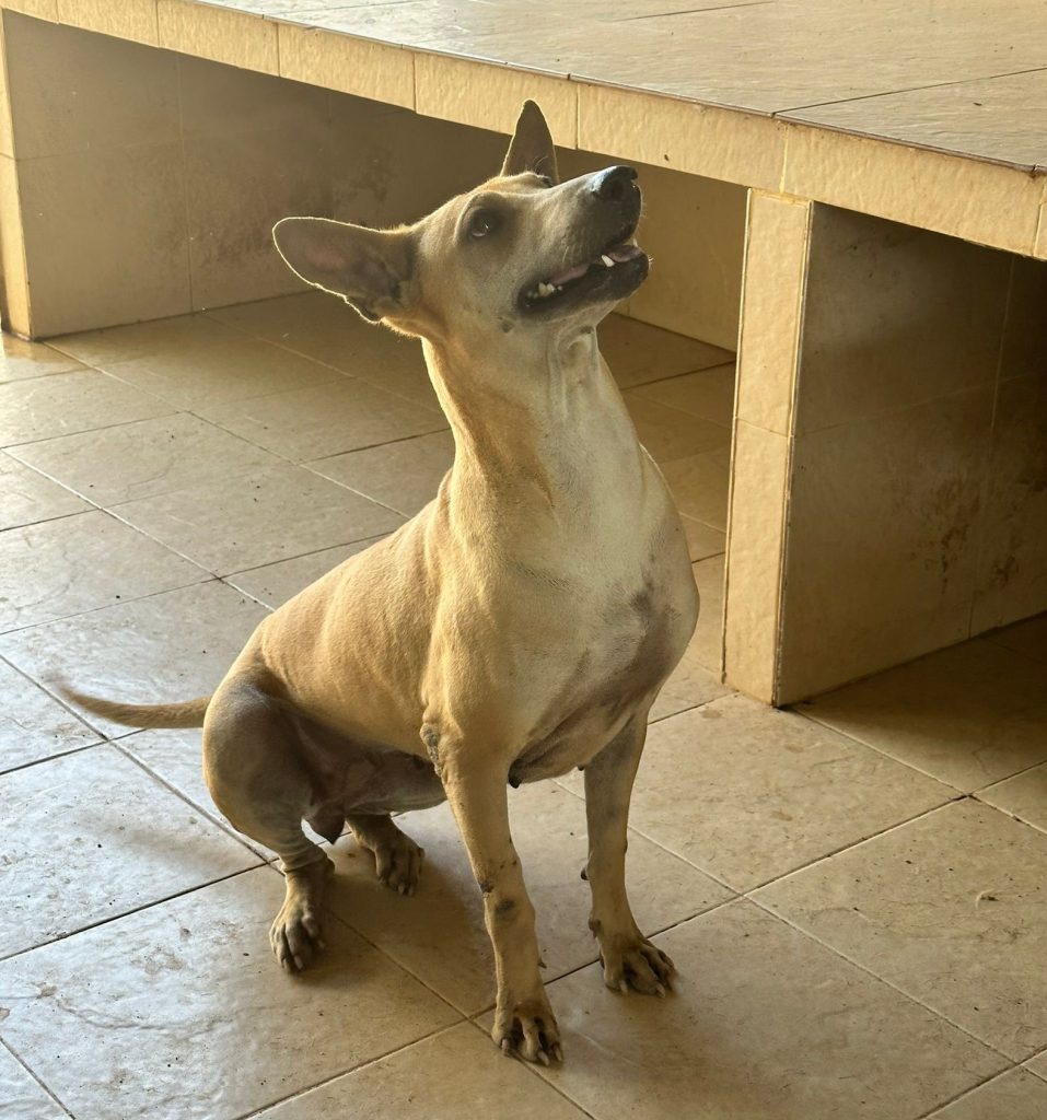 Simba - Dog Rescue Thailand