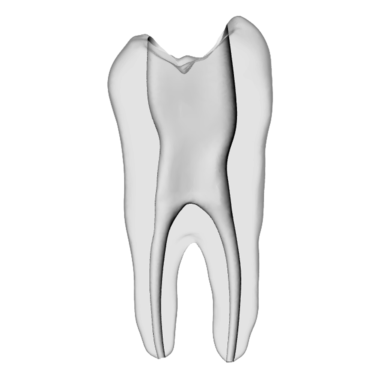 Premolar – Shaped Canals | Dental Training Models | DRSK