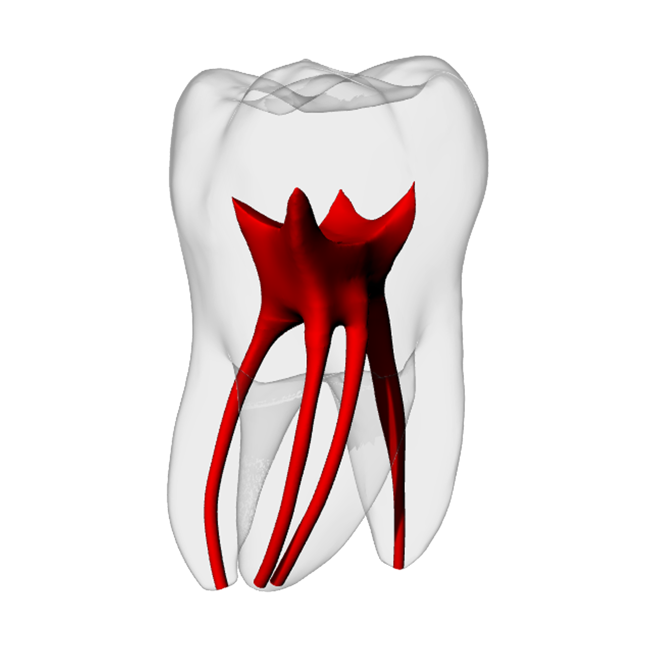Molar – MB2, Radiopaque (White) | Dental Training Models | DRSK