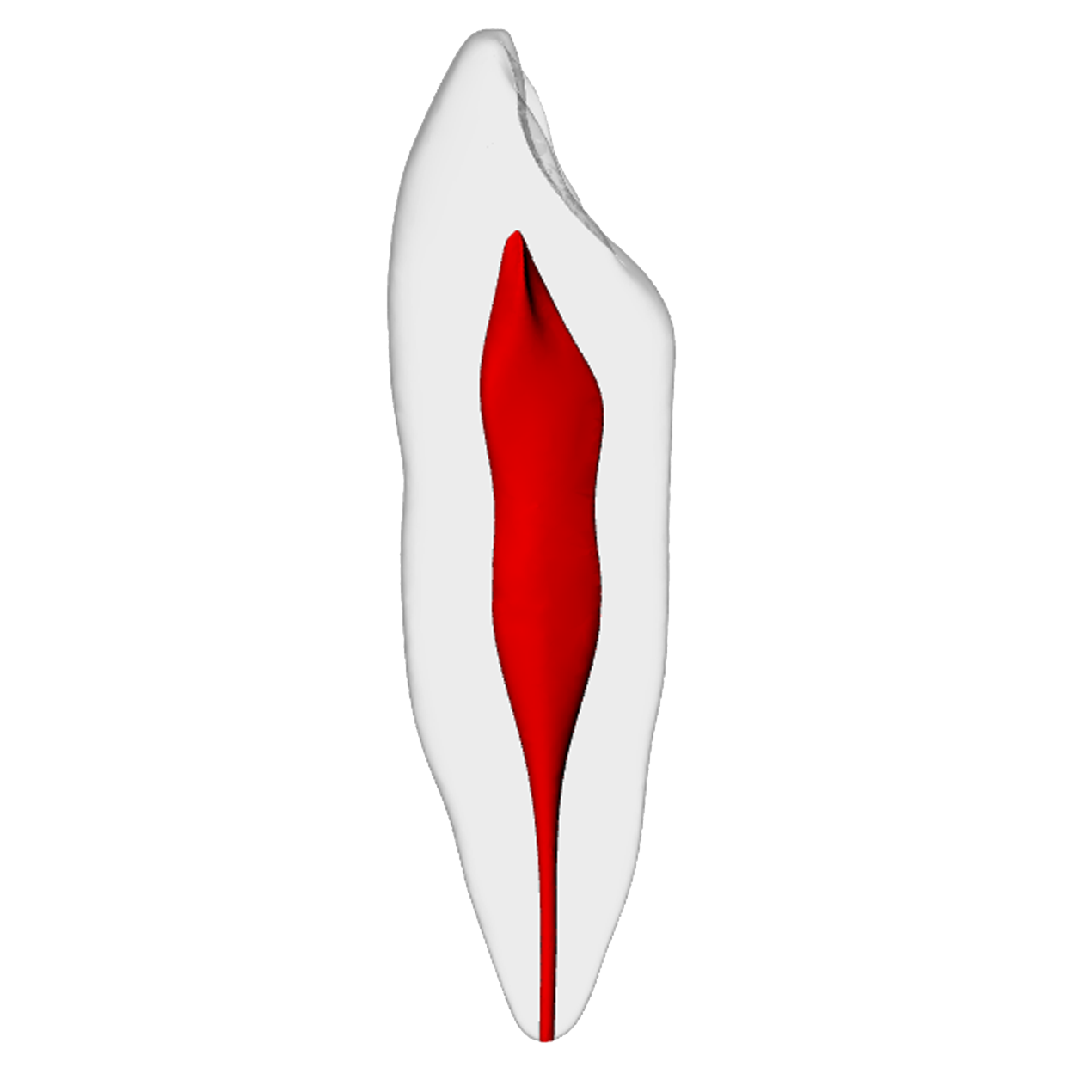 Canine – Basic, Radiopaque (White) | Dental Training Models | DRSK