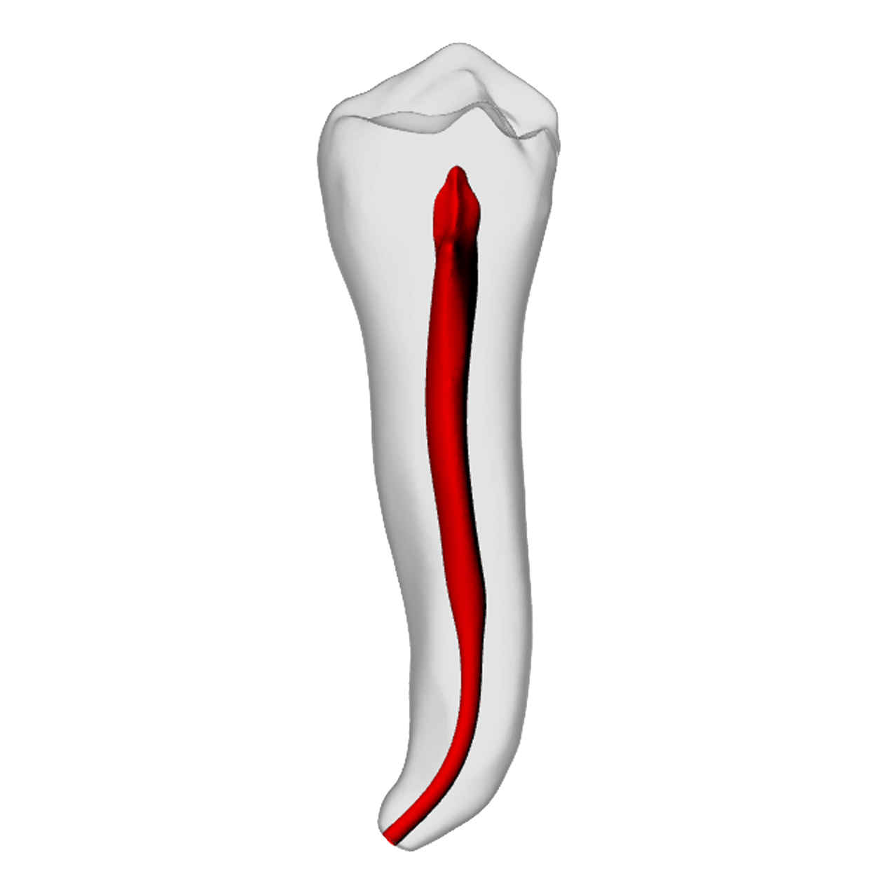 Premolar – Apical Curve, Radiopaque (White) | Dental Training Models | DRSK