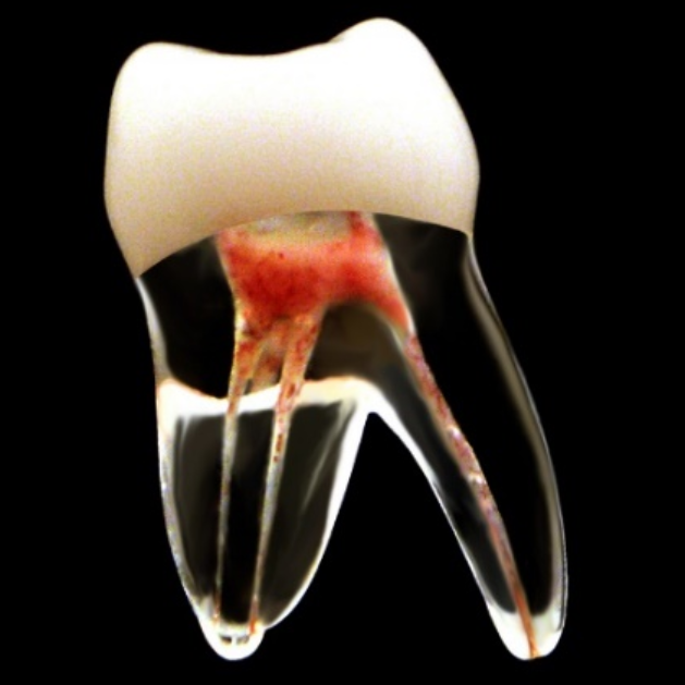 Endodontic Tooth Models | Dental Training Models | DRSK