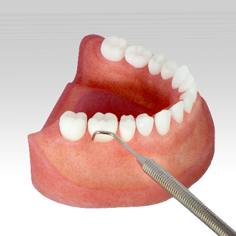 Periodontal Model | Dental Training Models | DRSK