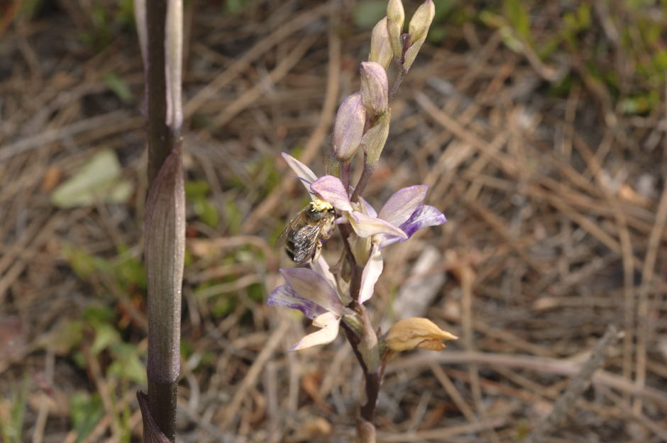 Pollinators - European orchids