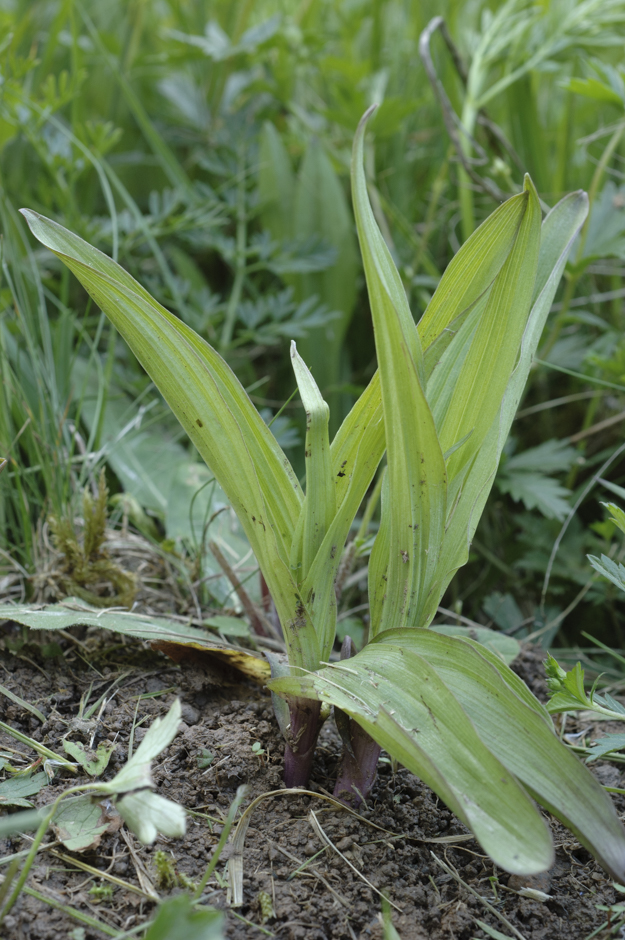 Rosettes - European orchids