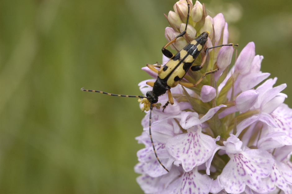 Pollinators - European orchids