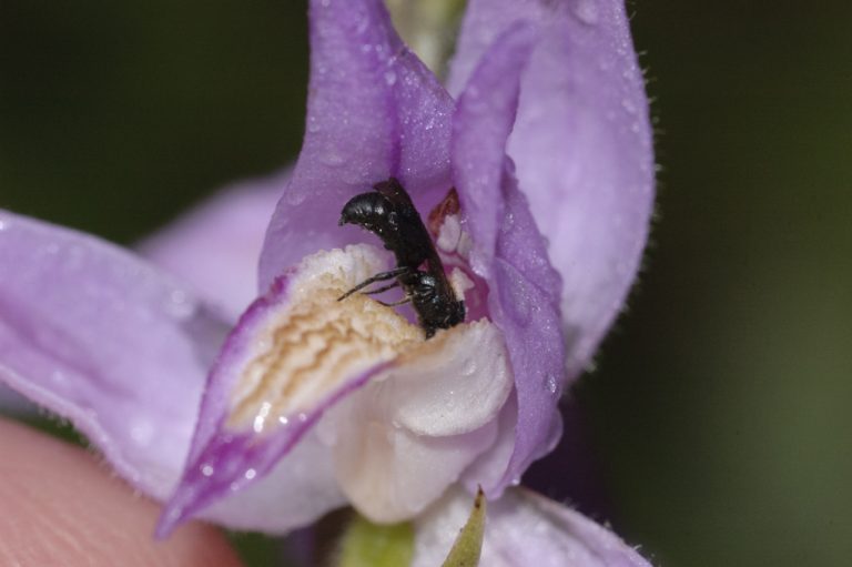 Pollinators - European orchids
