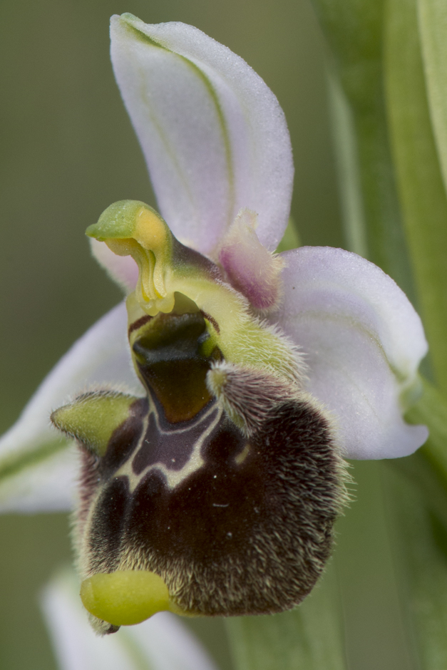 Orchids - European orchids