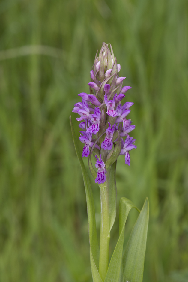 Orchids - European orchids