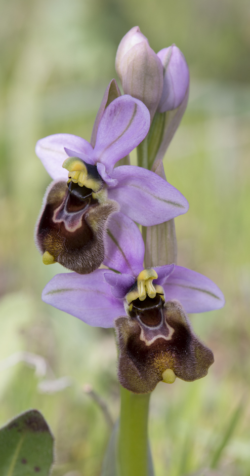 Orchids - European orchids