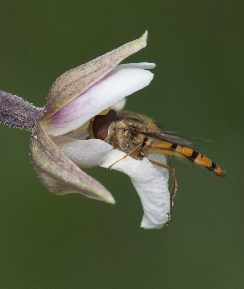 Pollinators - European orchids