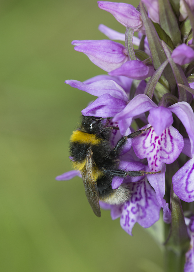 Pollinators - European orchids