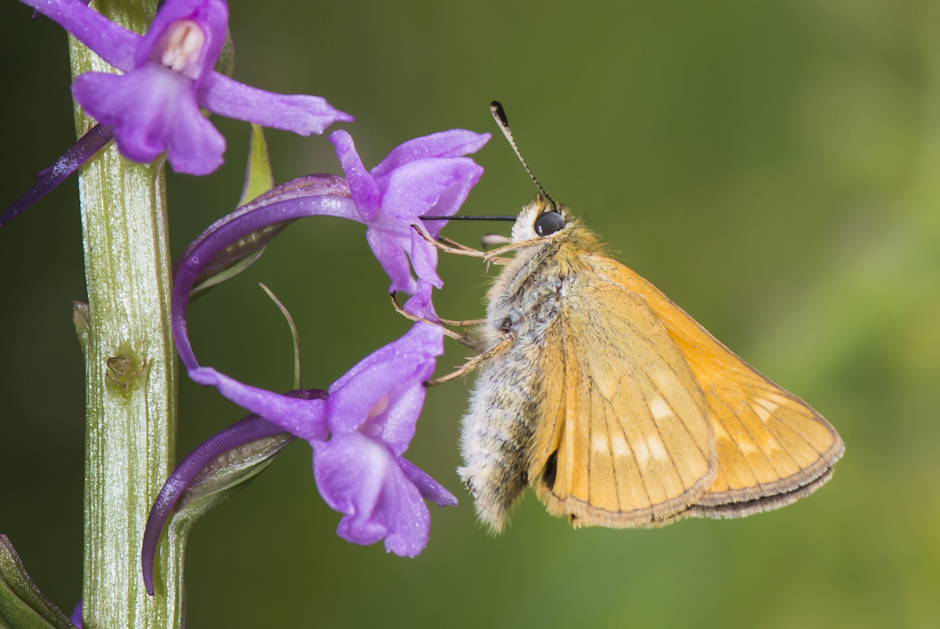 Pollinators - European orchids