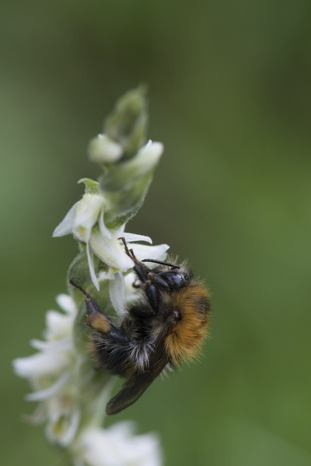 Pollinators - European orchids