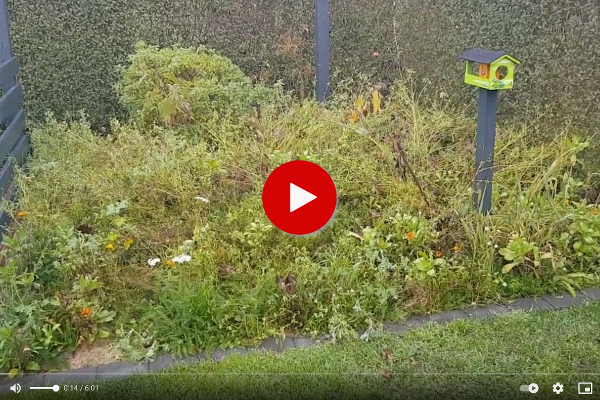 Video Omlægning Af Græs Til Vild Have