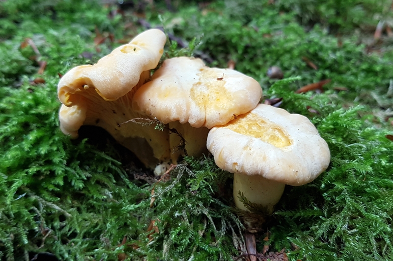 Blasser Pfifferling - Cantharellus pallens - Fungiversum.de