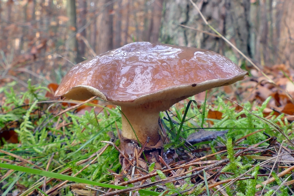 Butterpilz - Suillus luteus - Fungiversum.de