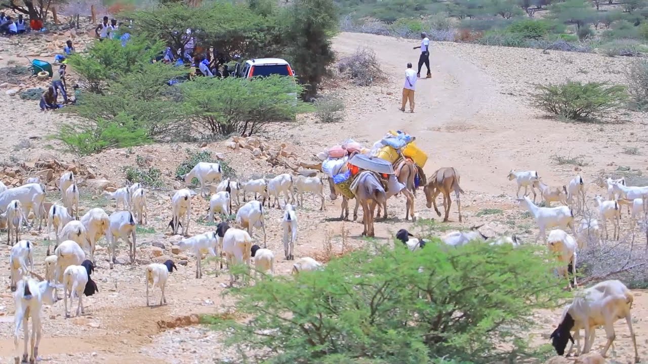 Gudida Abaarha Gabiley Oo Kala Diray Shaqaale Ka Shaqayn Doona ...