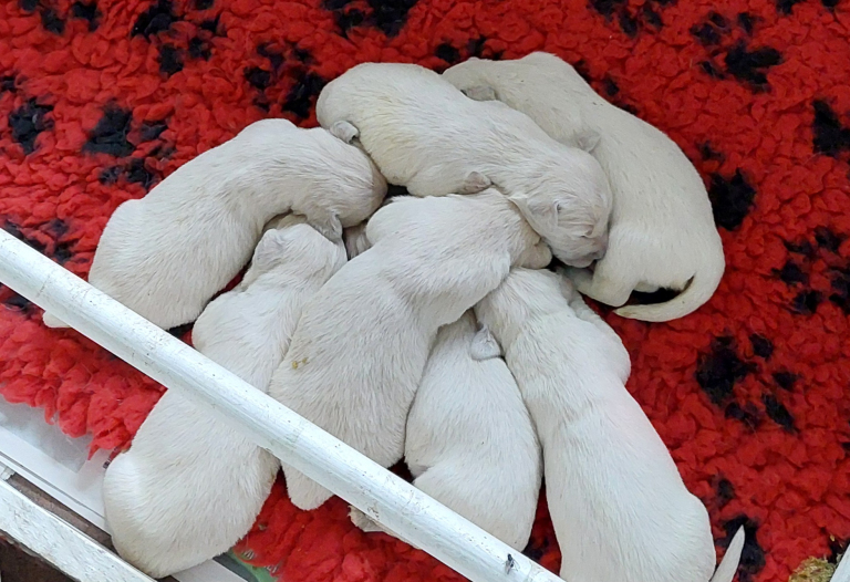 Valpar • Kennel Goldcherrys