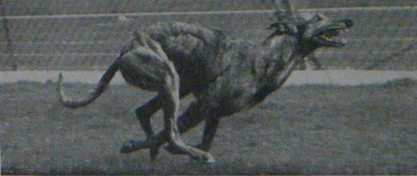 1950 BALLYMAC BALL - Greyhound Racing Times