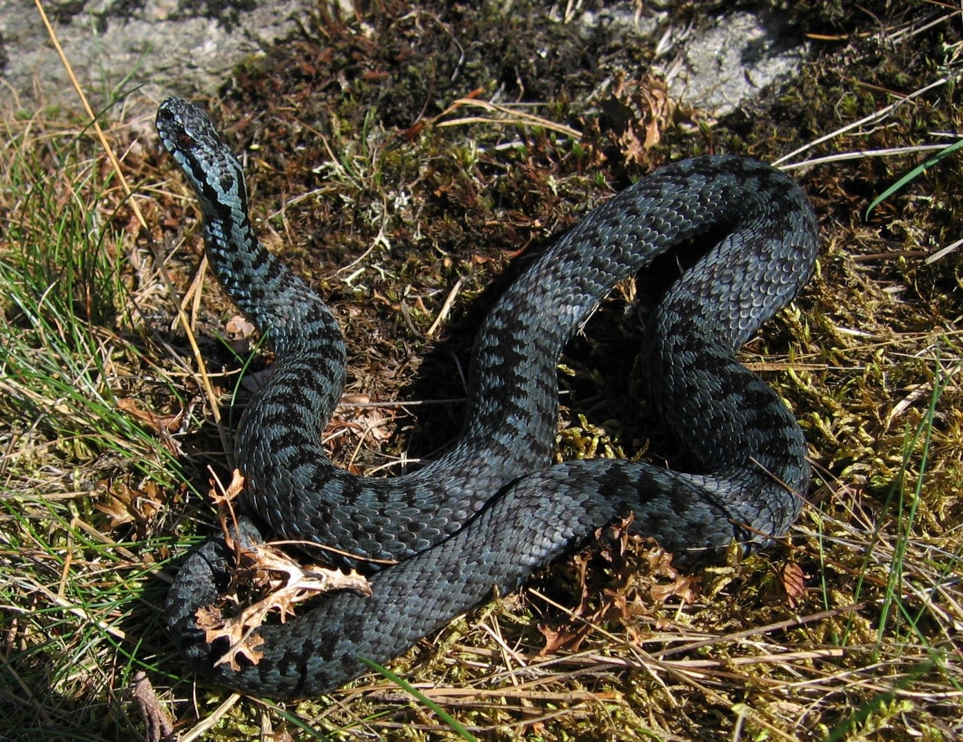 Huggormliv og forskning – Norsk Herpetologisk Forening